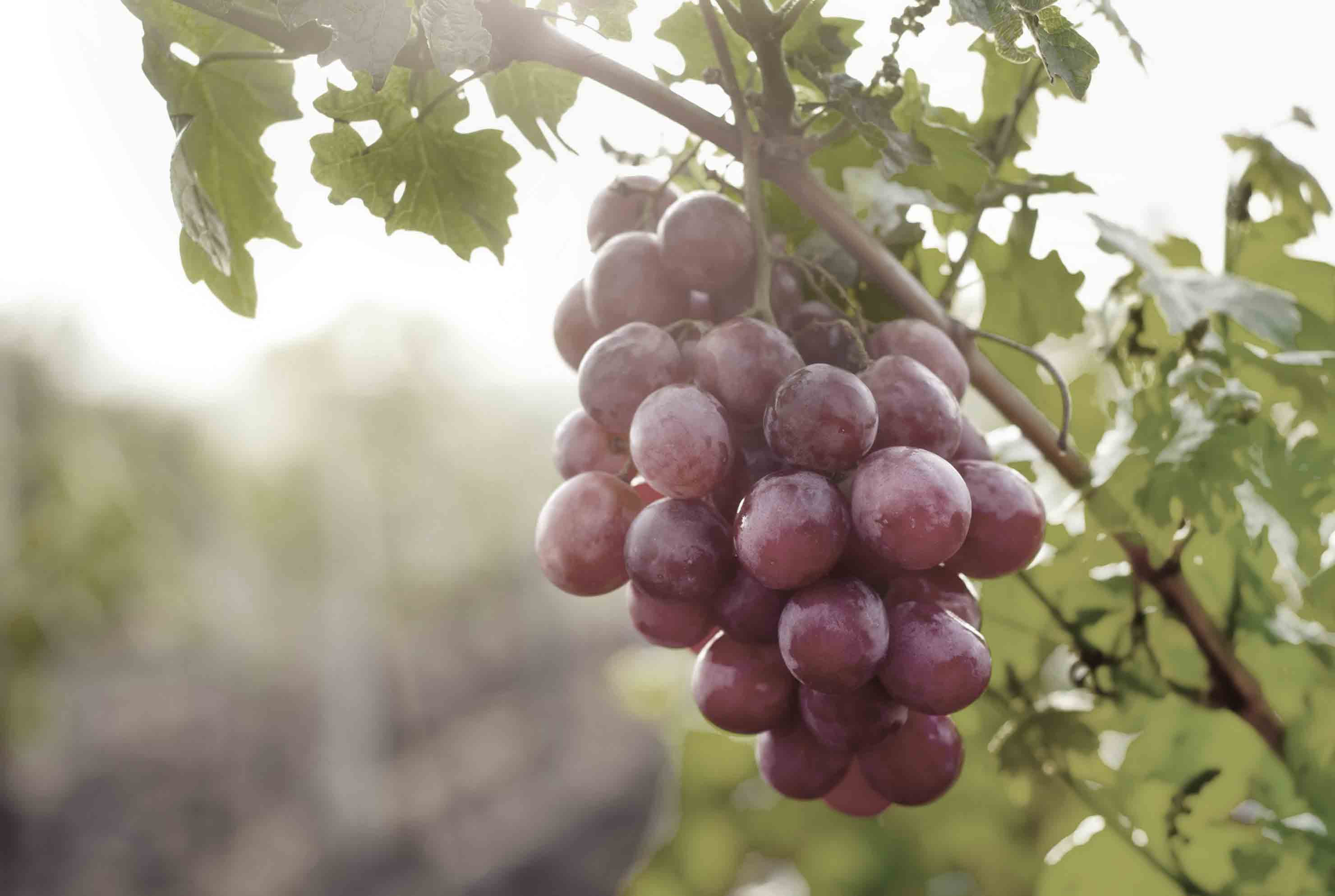 La Sogara_01 - La Sogara