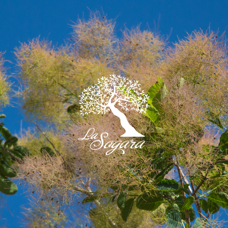 bkg sogara_nostra terra_1@0,5x - La Sogara