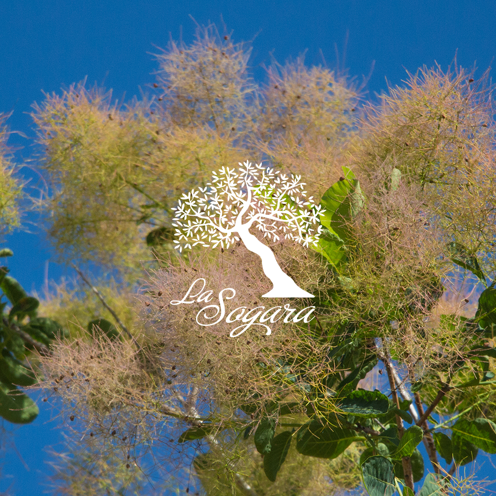 bkg sogara_nostra terra_1@0,5x - La Sogara